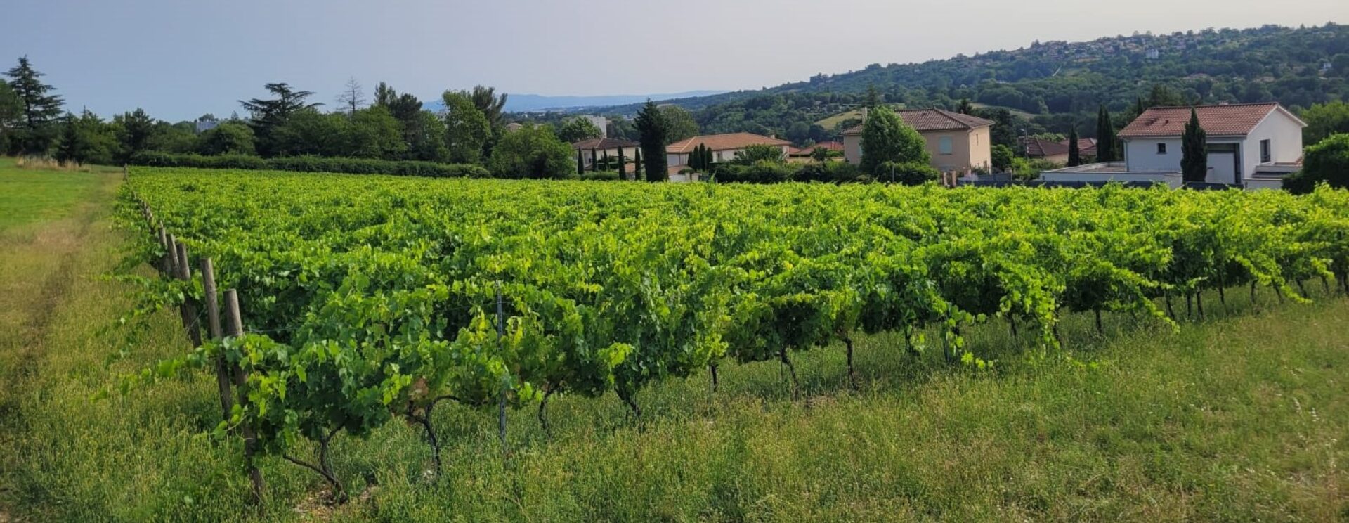 Vignes de Montray – SAINTE-FOY-LES-LYON