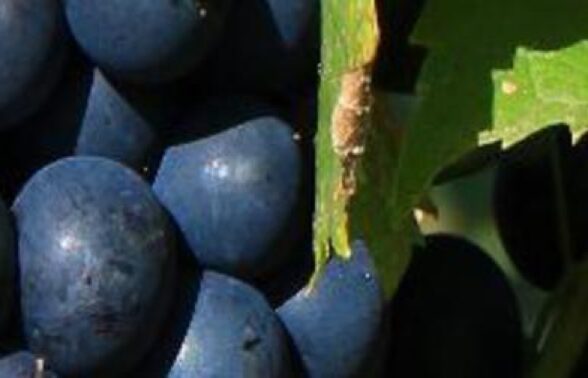 Les Coteaux de Montray – SAINTE-FOY-LES-LYON