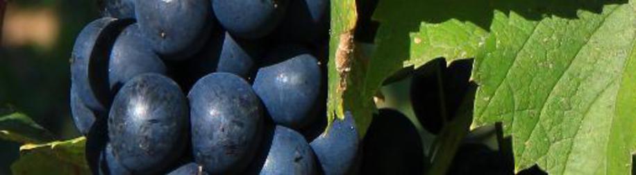 Les Coteaux de Montray – SAINTE-FOY-LES-LYON