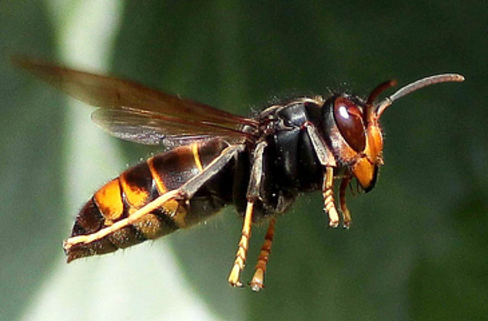 Le piégeage préventif, ça marche – SAINTE-FOY-LES-LYON